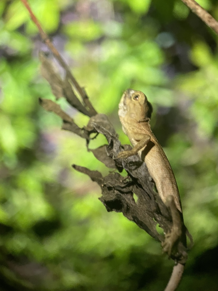 Oriental Garden Lizard from Hainan Island, Hainan, CN on January 4 ...