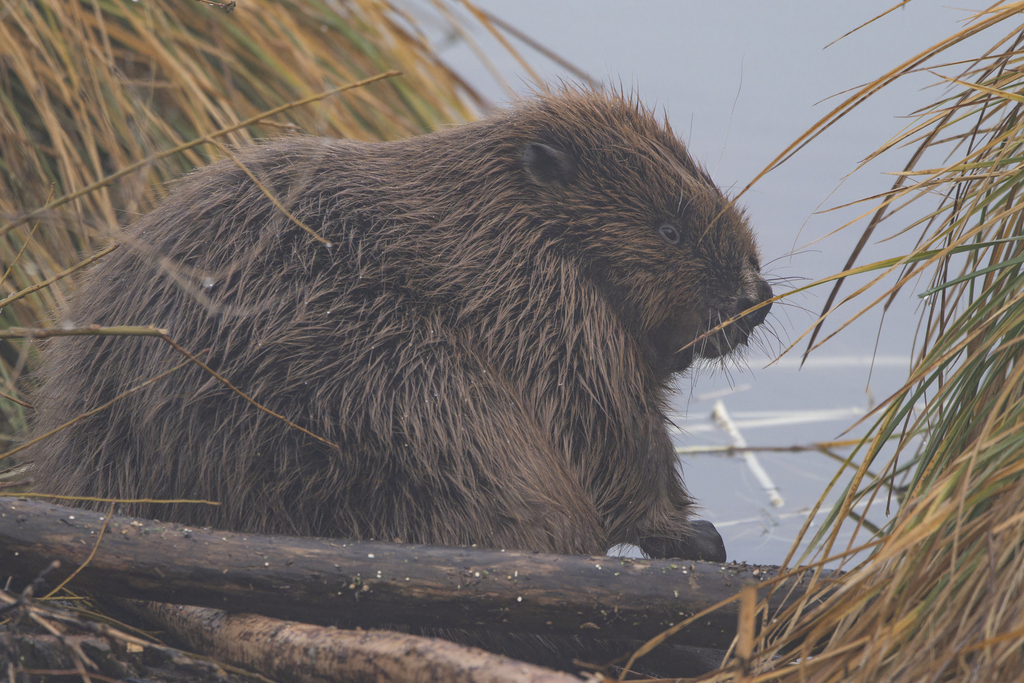 Eurasian Beaver from 31000, Gornji Grad, Osijek, Croatia on January 2 ...