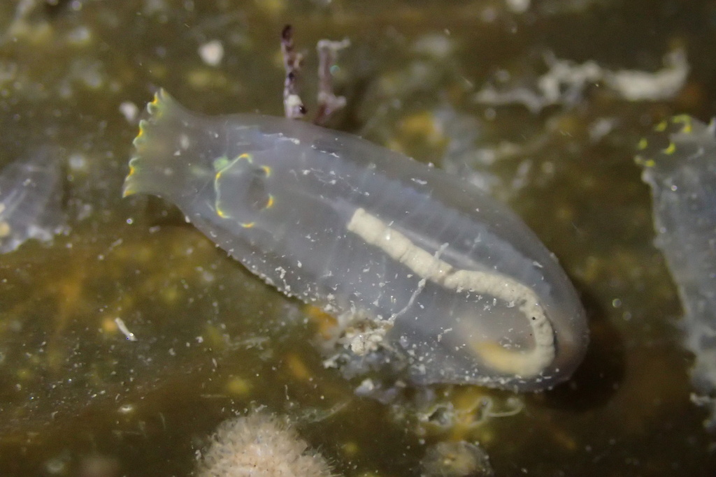 Ciona savignyi from North San Diego Bay, San Diego, CA, US on January ...