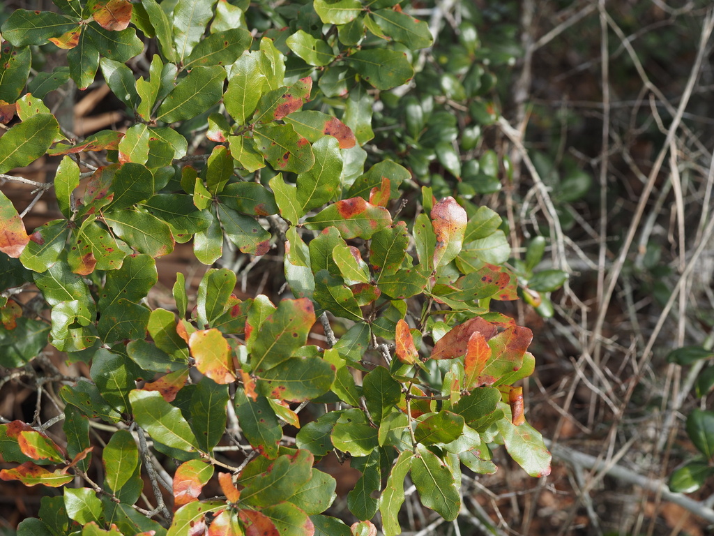 Chapman's Oak in January 2024 by Eric Blomberg · iNaturalist