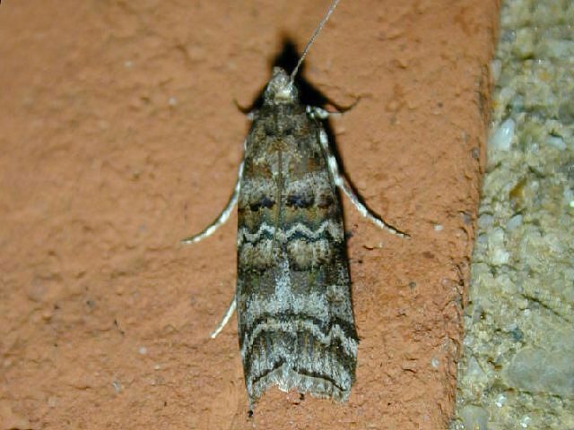 Zimmerman Pine Moth from Floyd Bennet Field, Brooklyn, NY, USA on ...