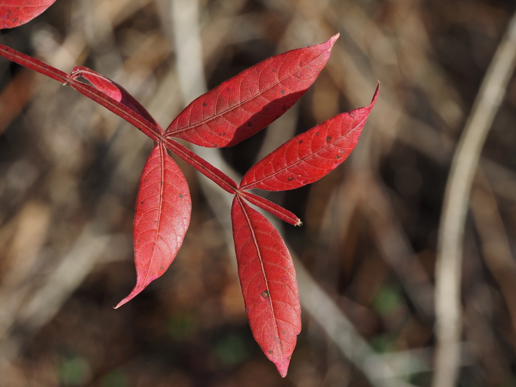 shining sumac in January 2024 by Eric Blomberg · iNaturalist