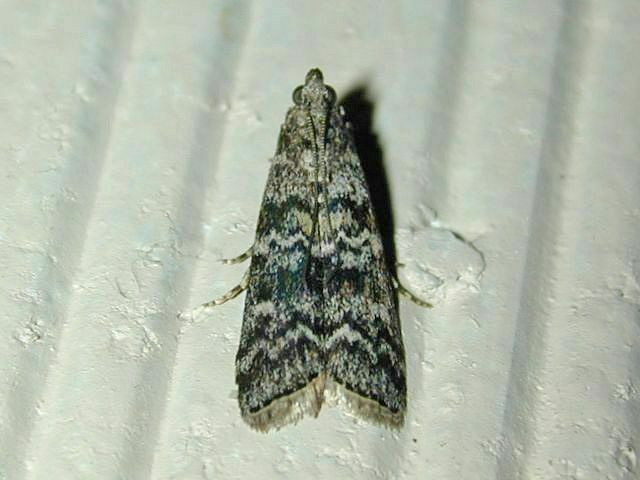 South Coastal Coneworm Moth from Floyd Bennet Field, Brooklyn, NY, USA ...