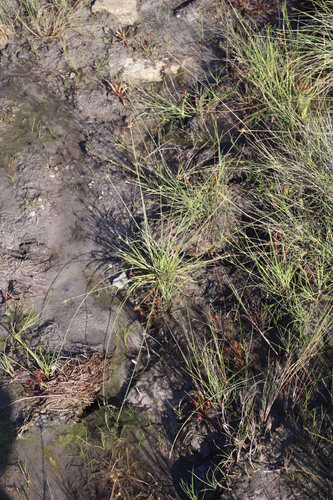 Subspecies Rhynchospora rubra africana · iNaturalist