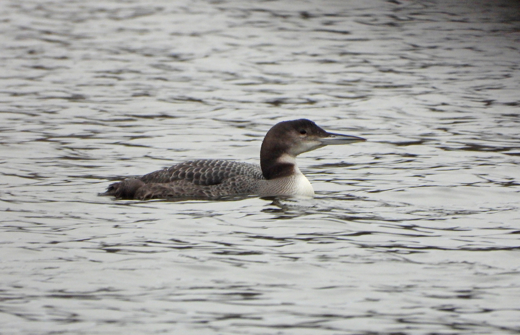 Common Loon from Harefield, UK on January 12, 2024 at 03:04 PM by Paul ...