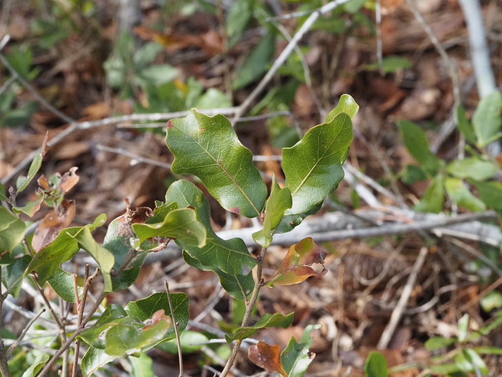 Chapman's Oak in January 2024 by Eric Blomberg · iNaturalist