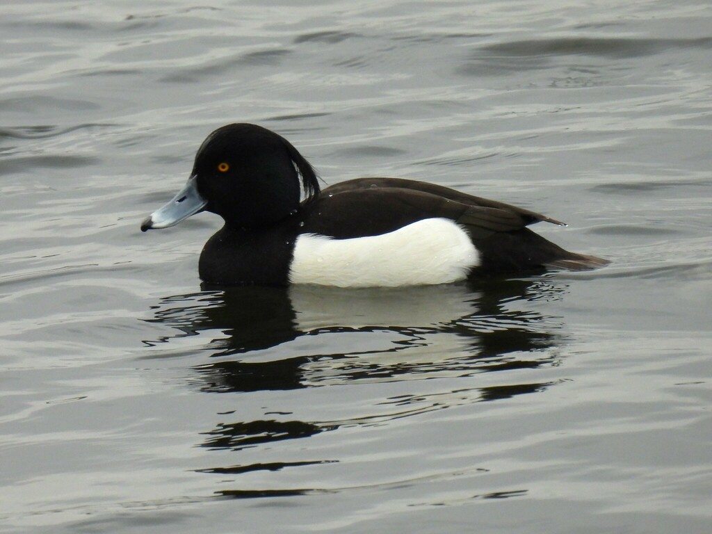 Tufted Duck from Cardiff, UK on January 12, 2024 at 10:59 AM by Phil ...