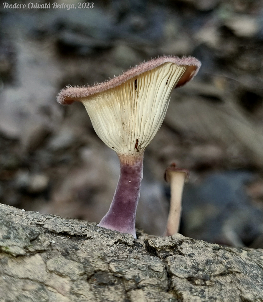 Panus strigellus from Maní, Casanare, Colombia on July 30, 2023 at 09: ...