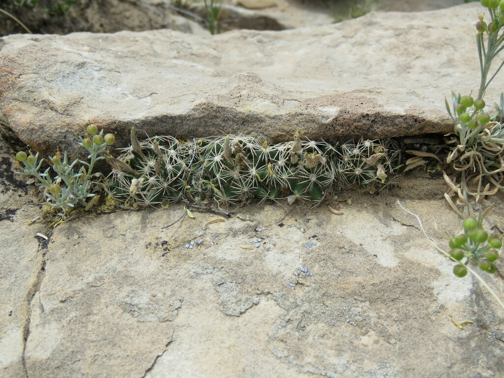 Missouri Foxtail Cactus from Sandoval County, NM, USA on May 21, 2023 ...