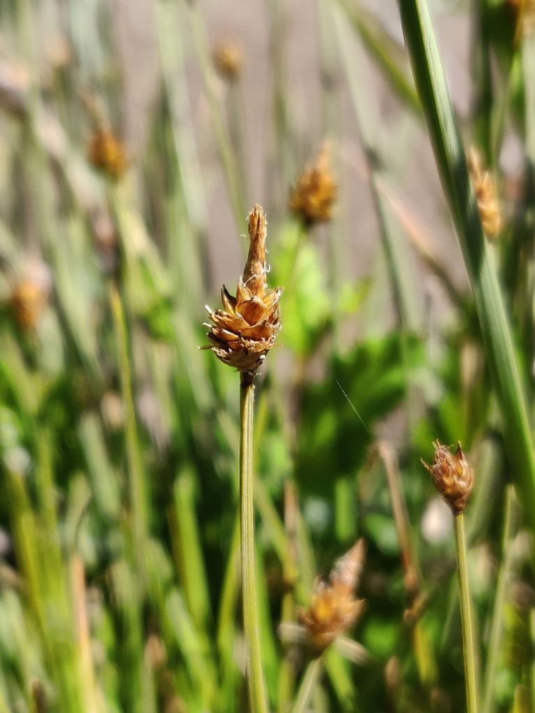Capitate Sedge from Dipartimento di Lago Argentino, Provincia di Santa ...