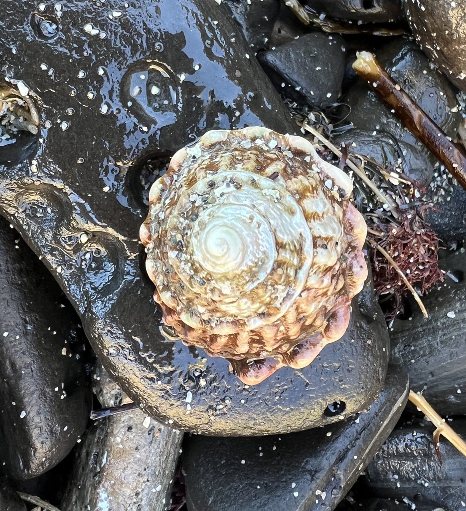 Wavy Turban from W 40th St, Los Angeles, CA, US on January 11, 2024 at ...