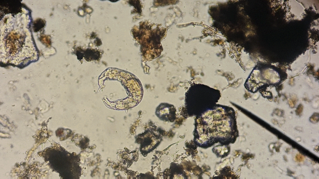 Bdelloidean Rotifers from Keene, TX, USA on January 11, 2024 at 05:10 ...