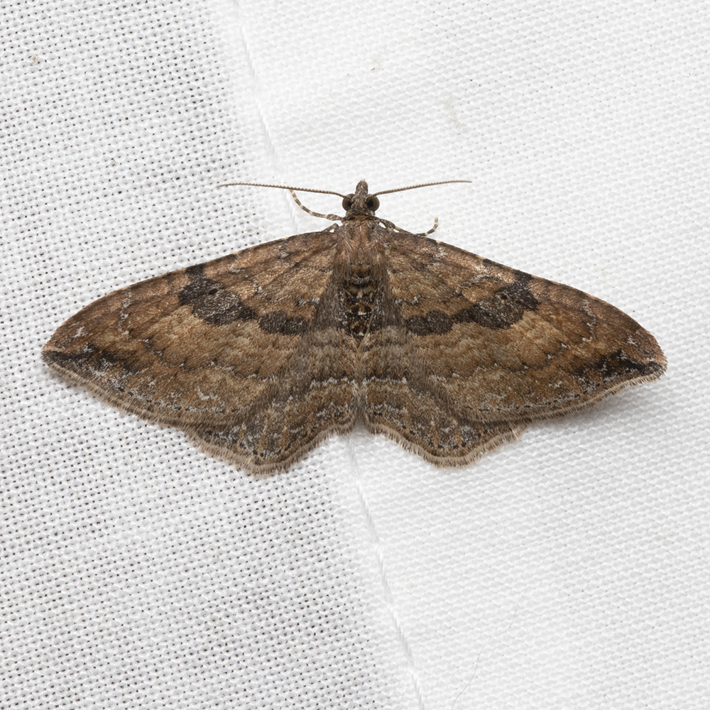 Gem Moth from Shelby County, AL, USA on January 11, 2024 at 06:54 PM by ...