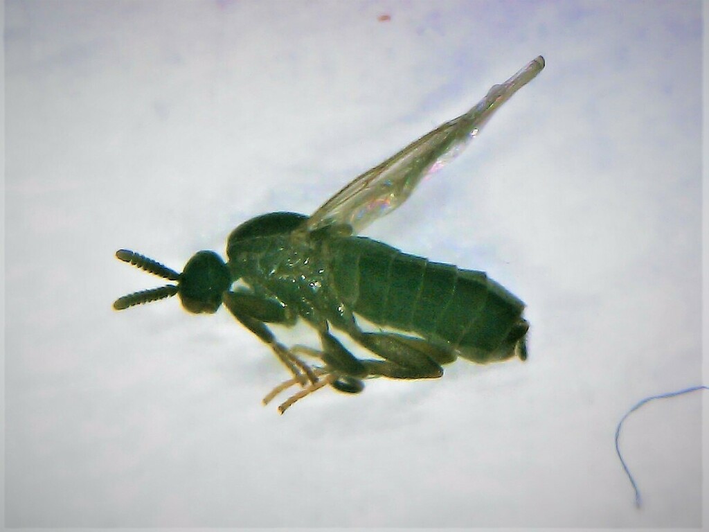 Coboldia fuscipes from North Aegean Region, Greece on May 21, 2023 at ...