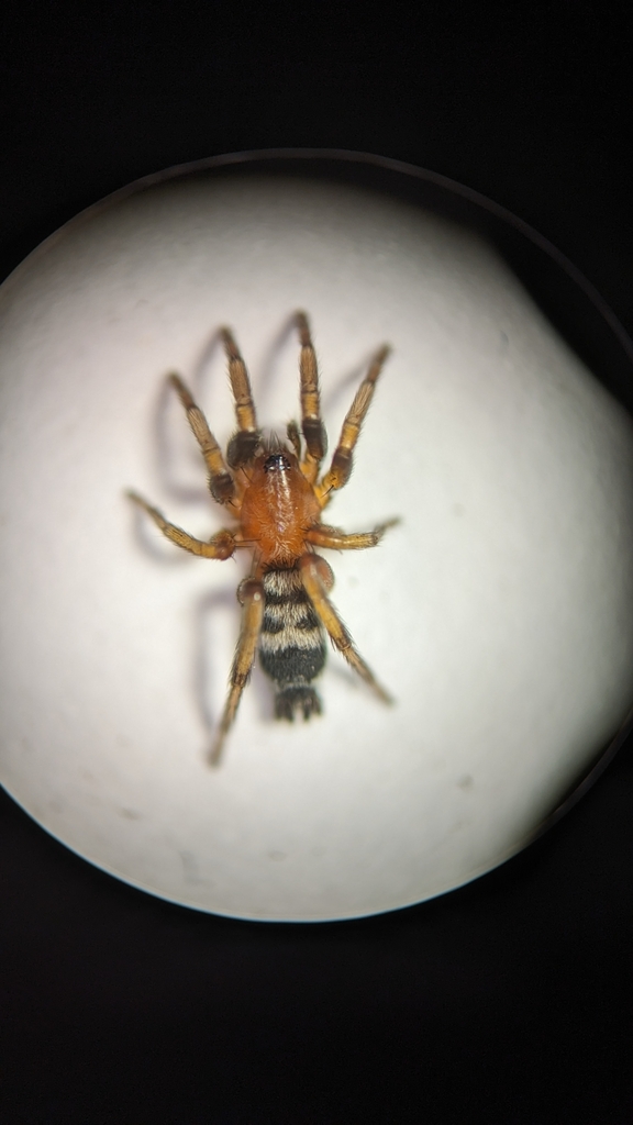 Variegated Ground Spider in January 2024 by Leif · iNaturalist