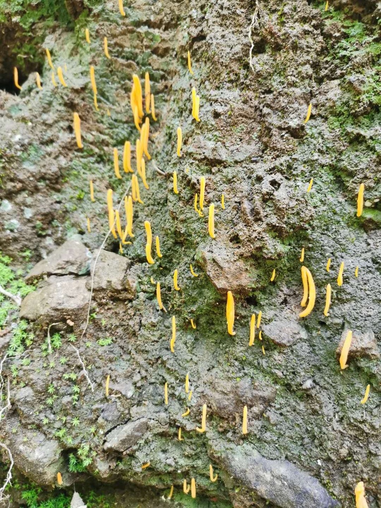 Sulzbacheromyces sinensis from 北仑区, 宁波市, 浙江省, CN on January 13, 2024 at ...