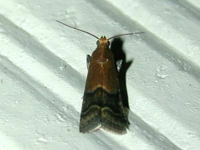Broad-banded Eulogia Moth from Floyd Bennet Field, Brooklyn, NY, USA on ...