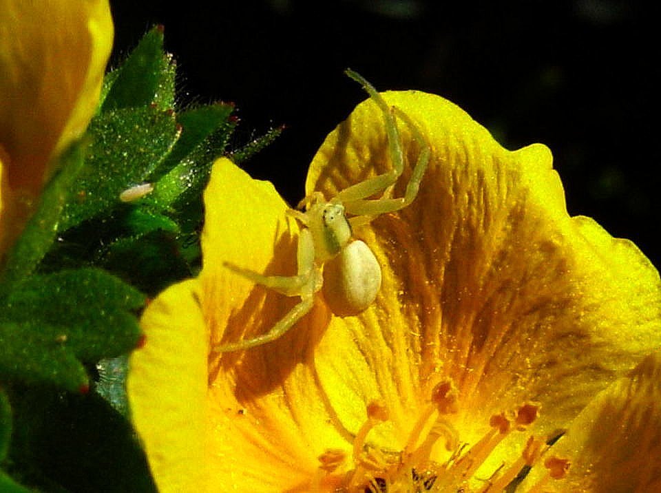 Misumenini from Cascades National Park WA on July 17, 2008 at 06:37 PM ...