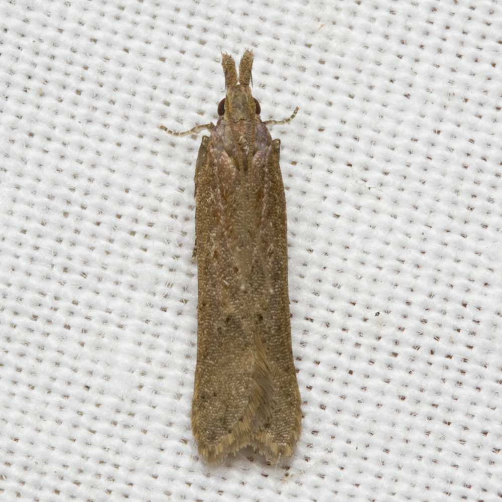 Palmerworm Moth and Allies from Shelby County, AL, USA on January 11 ...