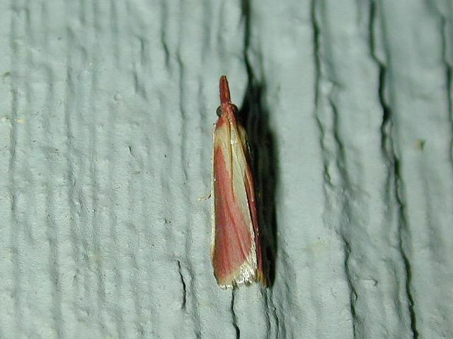 Carmine Snout from Bedford Audubon Society, Katonah, NY, USA on June 11 ...