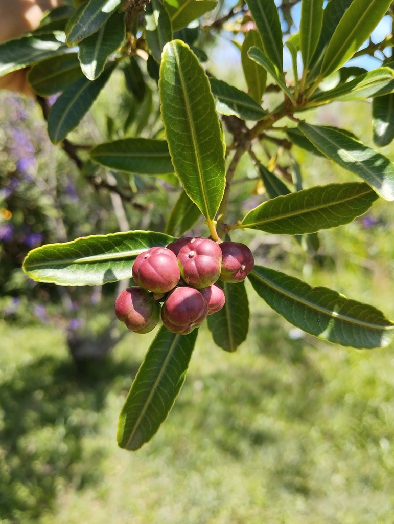 Sapium glandulosum in January 2024 by daniel hernández · iNaturalist ...