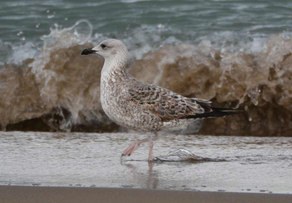 Yellow-legged Gull in January 2024 by Karim Haddad · iNaturalist