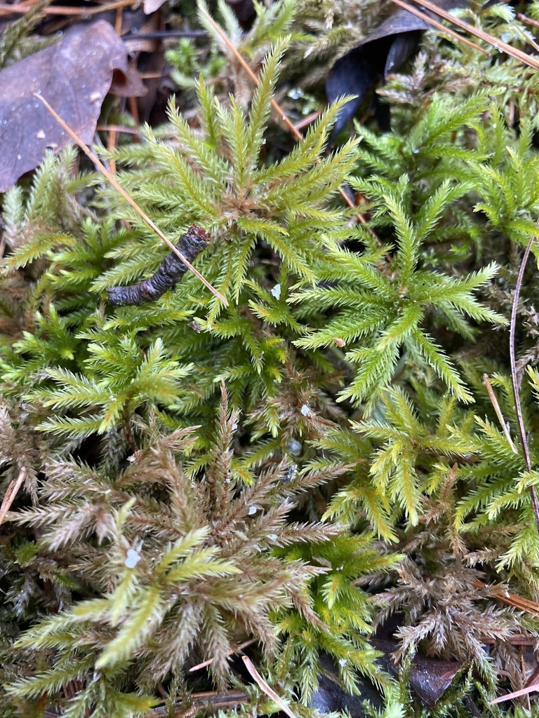 American Tree Moss from Houghton University, Houghton, NY, US on ...