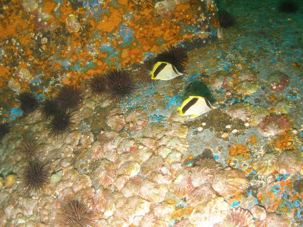 Bank Butterflyfish from USS Oriskany, Escambia County, FL, USA on July ...