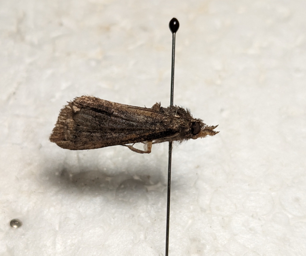 Green Cloverworm Moth in January 2024 by Leif · iNaturalist