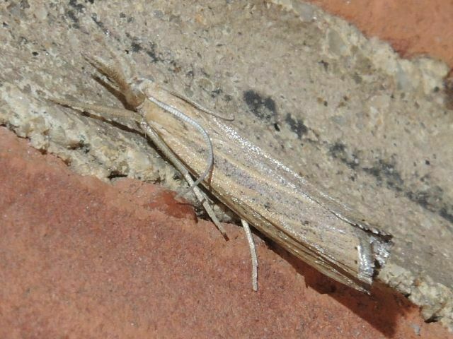 sand-dune panic-grass moth from Floyd Bennet Field, Brooklyn, NY, USA ...