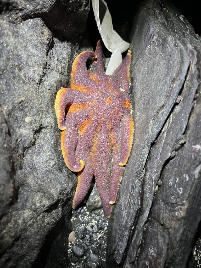 Smooth Sun Stars from North Pacific Ocean, Juneau, AK, US on January 11 ...