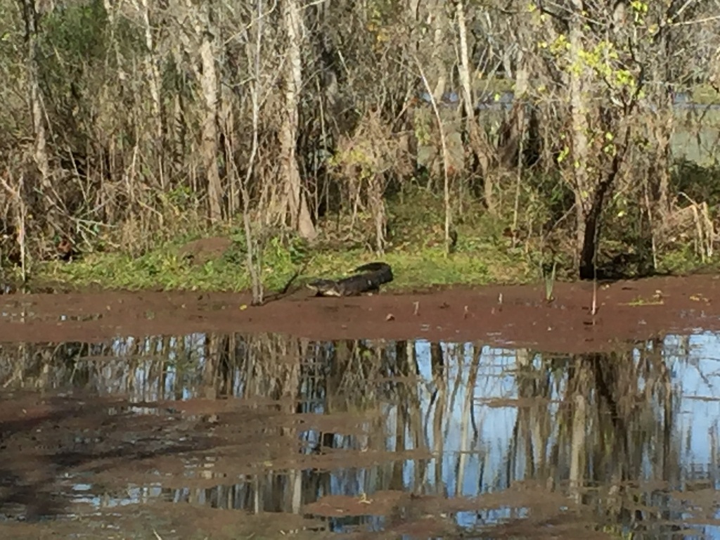 American Alligator from Comté de Fort Bend, Texas, États-Unis on ...