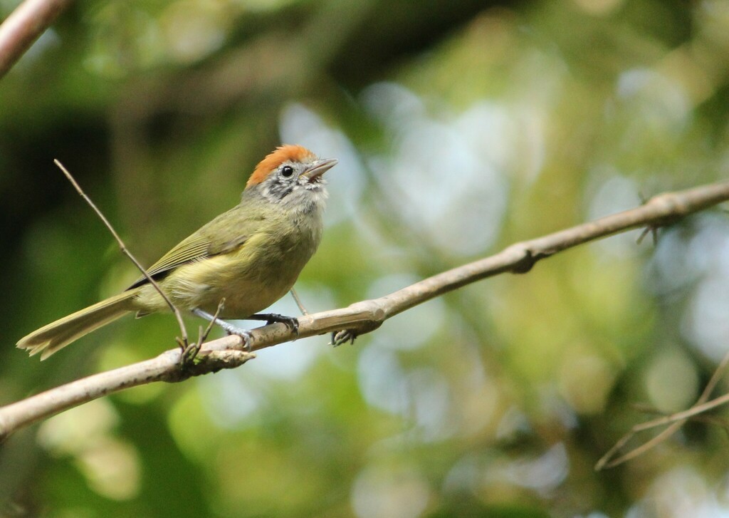 Rufous-crowned Greenlet from Parque das Garças, Santo André - SP ...