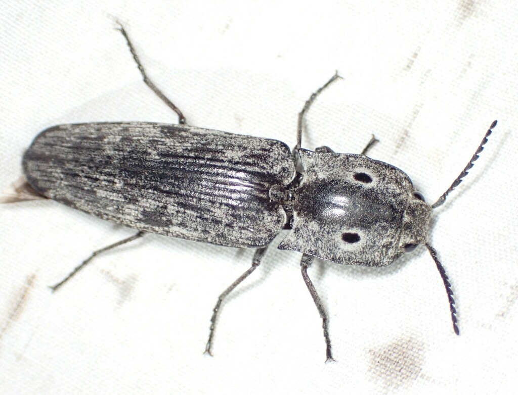 Small-eyed Click Beetle in June 2023 by Angus Mossman. At blacklight ...