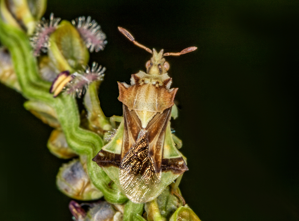 Jagged Ambush Bugs from Leticia, Amazonas, Colombia on March 8, 2019 at ...