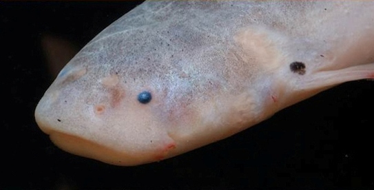 (Pareiodon microps) - Marine Life Identification