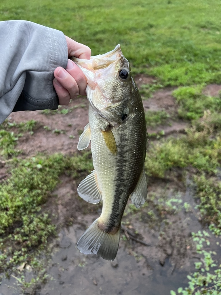 Largemouth Bass from Robin Run Lake, Furlong, PA, US on September 26 ...