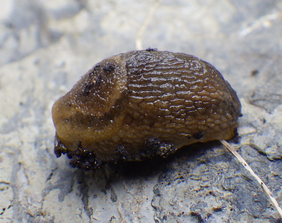 Arion Slugs from 73550 Les Allues, France on June 27, 2020 at 12:34 PM ...