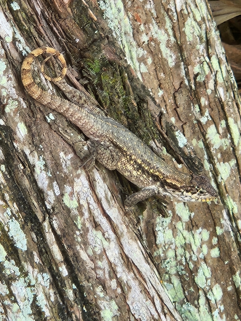 Northern Curly-tailed Lizard from Golden Oak, FL 32836, USA on August 3 ...