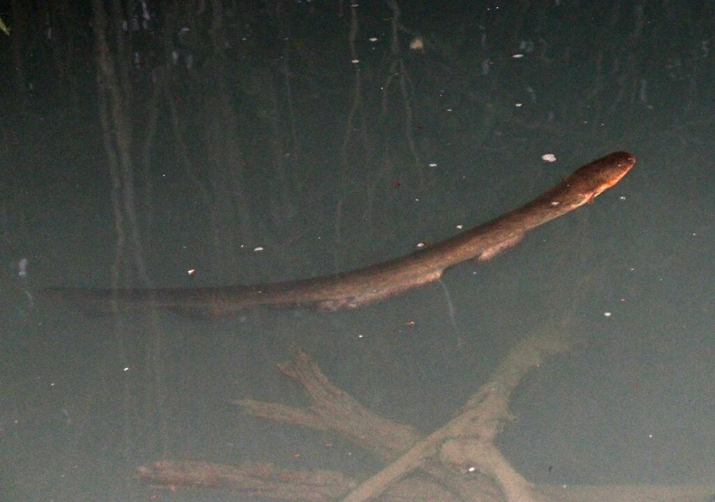 Electric Eels (Electrophorus) - Marine Life Identification