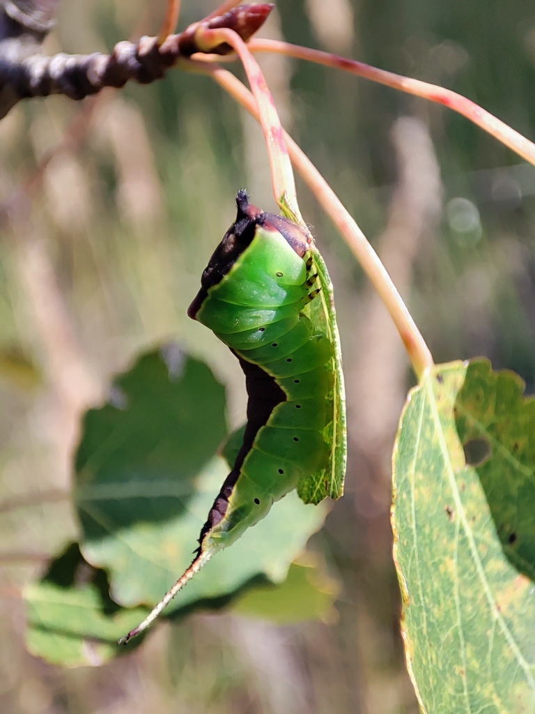 Puss Moth from Шуйский р-н, Ивановская обл., Россия on August 12, 2023 ...