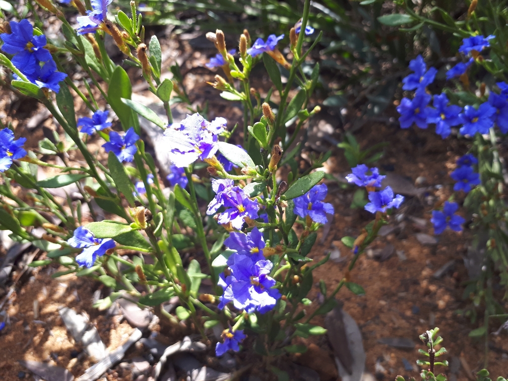 Blue Dampiera from State Mine Gully NSW 2790, Australia on November 9 ...
