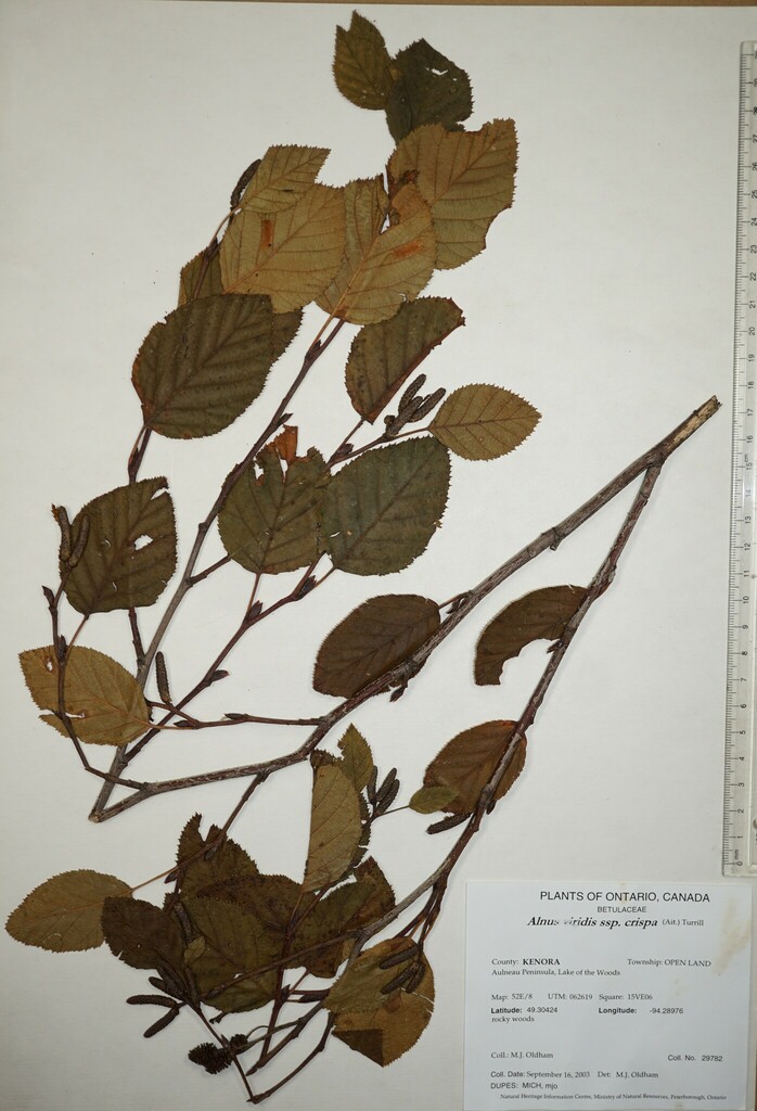 mountain alder from Canada, Ontario, KENORA County, Aulneau Peninsula ...