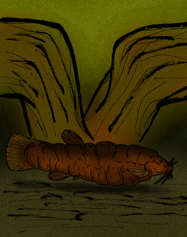 Fat catfish (Rhizosomichthys totae) - Marine Life Identification