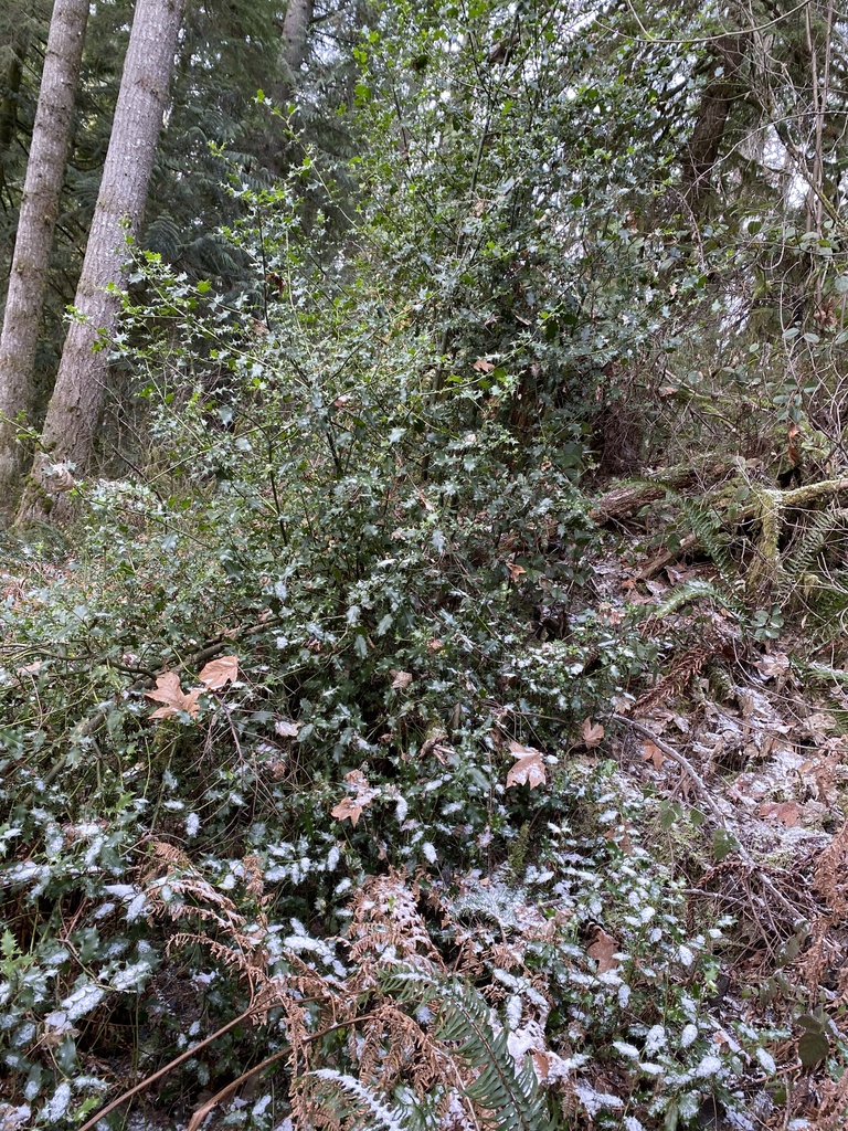 European holly from Mae Valley Loop, Issaquah, WA, US on January 12 ...