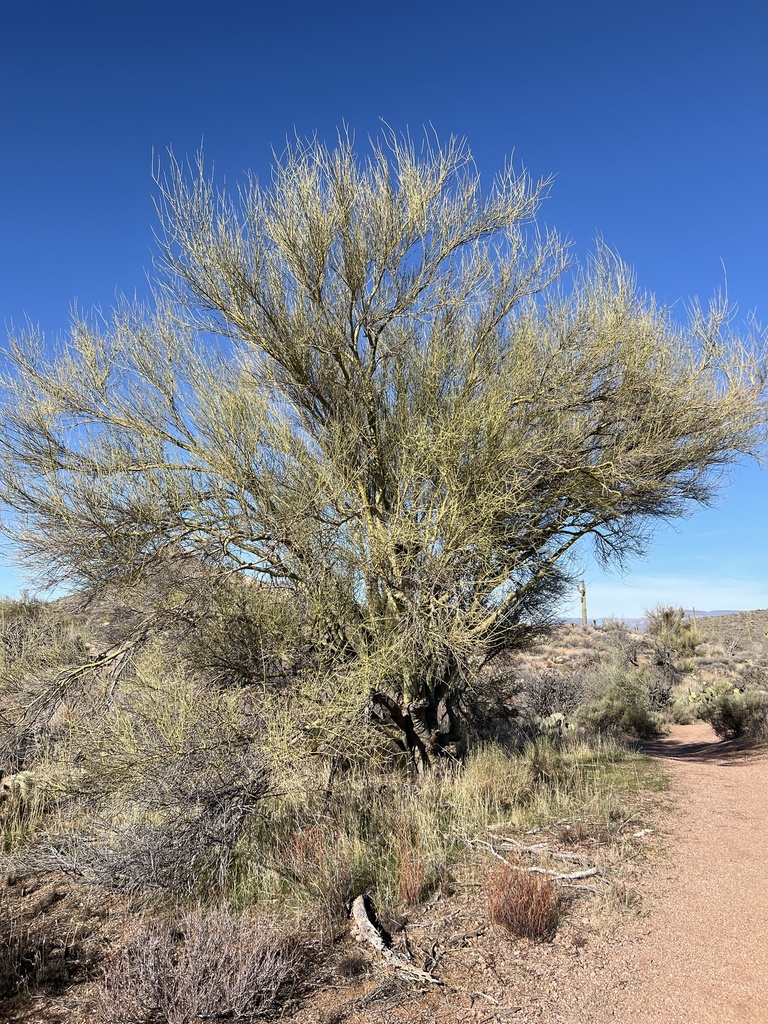 little-leaved palo verde from McDowell Sonoran Preserve, Scottsdale, AZ ...