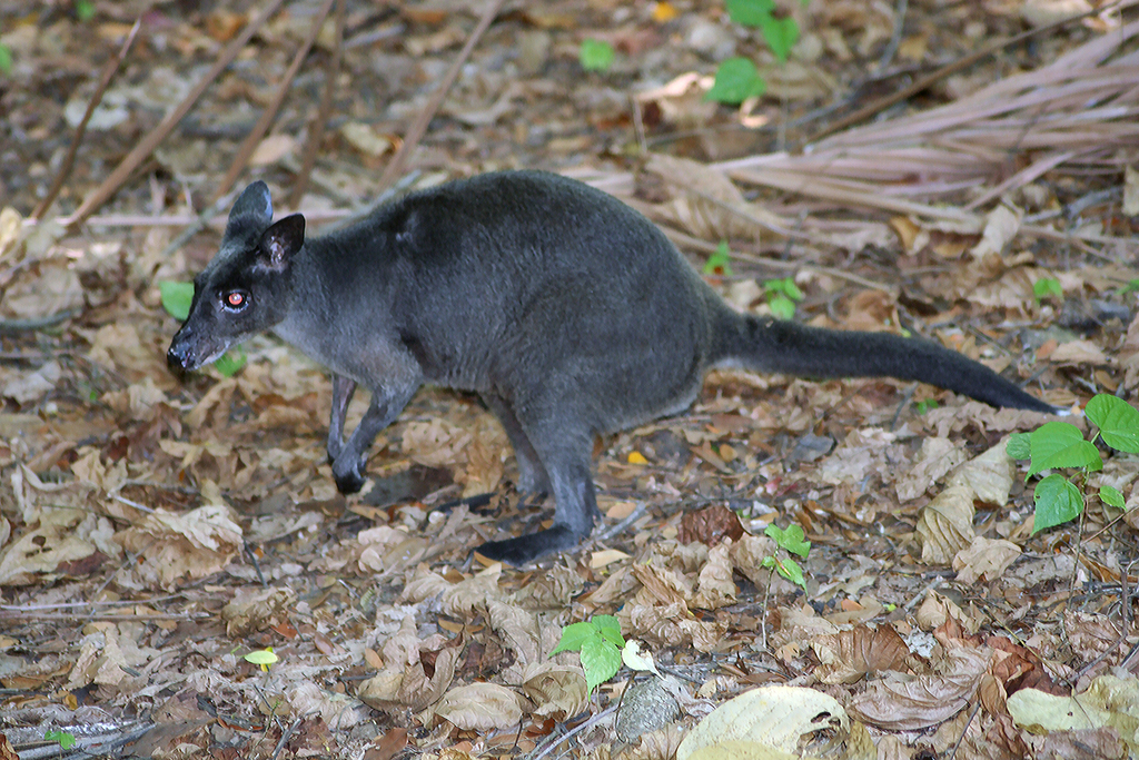 Gray Dorcopsis (Dorcopsis luctuosa) - Know Your Mammals