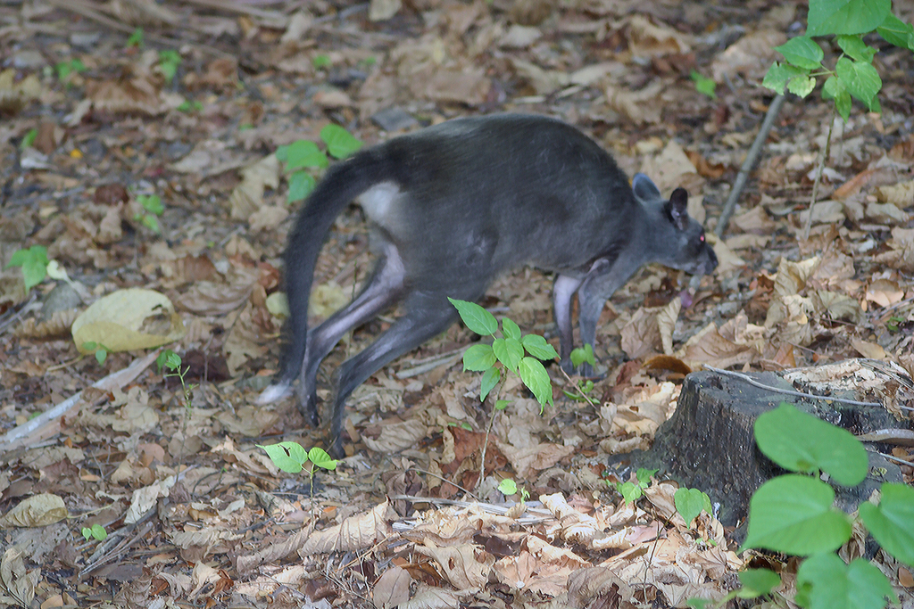 Gray Dorcopsis (Dorcopsis luctuosa) - Know Your Mammals