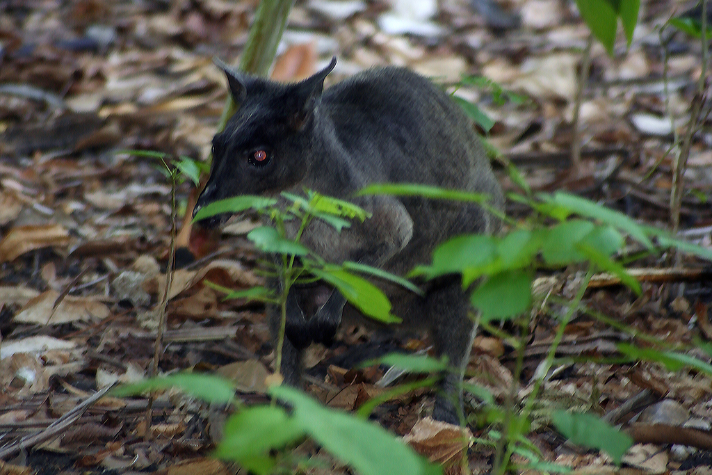 Gray Dorcopsis (Dorcopsis luctuosa) - Know Your Mammals