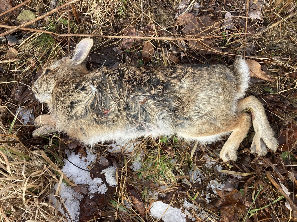 Eastern Cottontail from Morgan Mine Trail, Reedsville, WV, US on ...